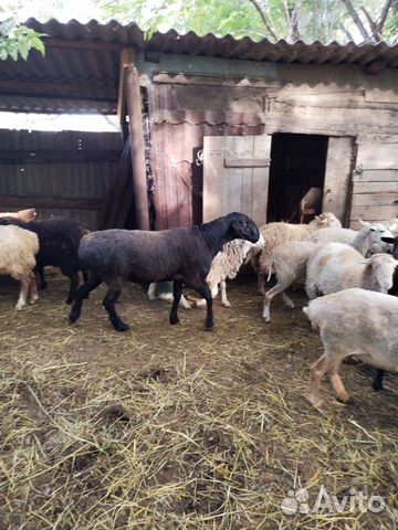 Овцы,баранчик