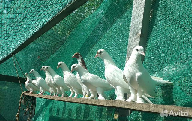 Голубятня без голубей