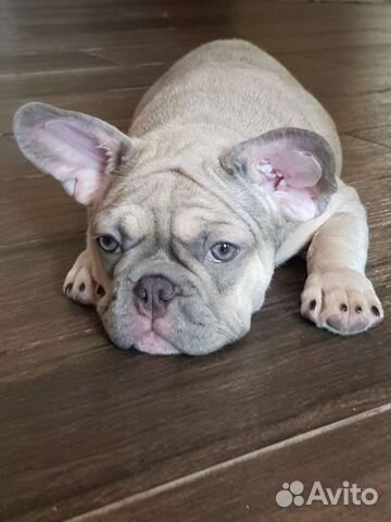 Французский бульдог "Булка"