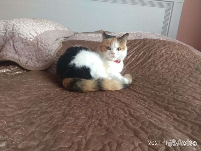 Потерялась кошка