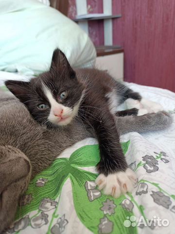 Котенок черный