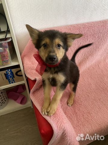 Щенок в добрые руки