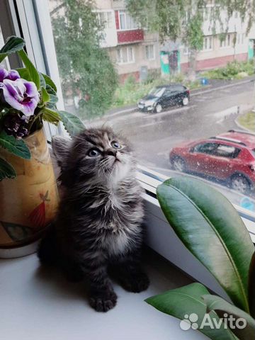 Котята сибирской кошки
