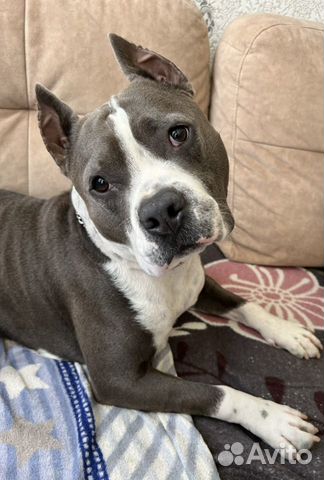 Стаффордширский терьер