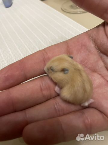 Джунгарские хомячки детишки (3 недели)