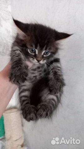 Сибирское красавцы