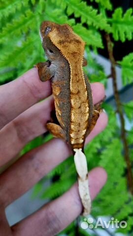 Реснитчатый бананоед