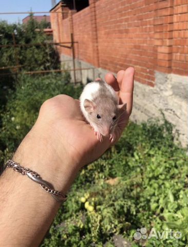 Крысы дамбо из питомника