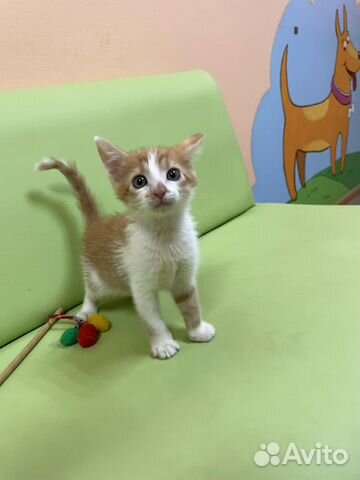 Котенок рыжий бесплатно