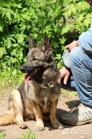 Волчок ищет дом