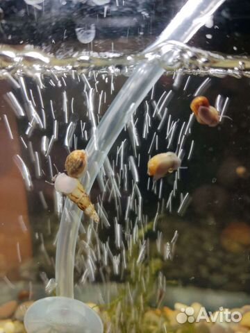 Улитки аквариумные