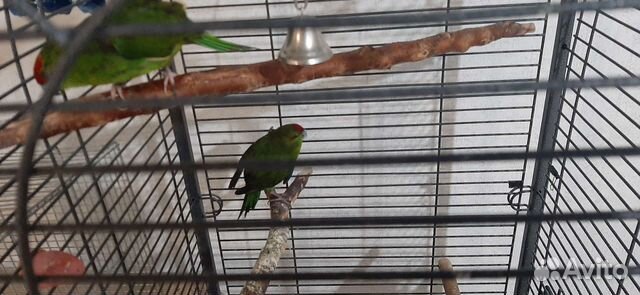 Пара какарики