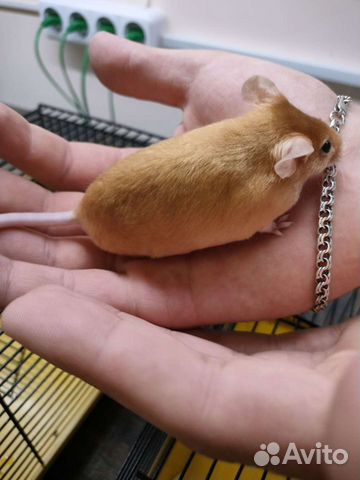 Сатиновые мыши