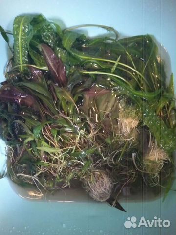 Валиснерия, криптокарина