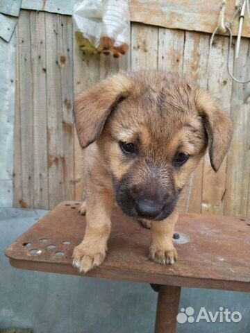 Собаки щенки