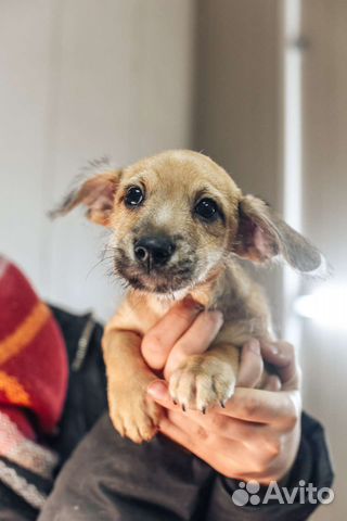 Элвис ищет дом