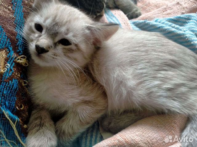 Белый Тайский Котенок
