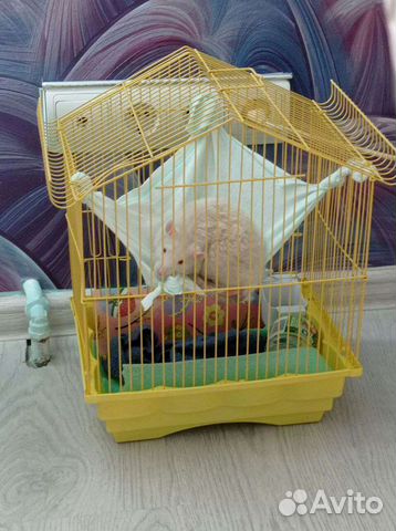 Крыса мишель