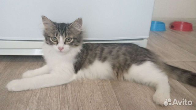 Котёнок ищет дом