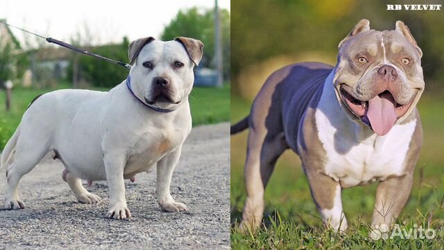 Американский Булли щенки, тип покет