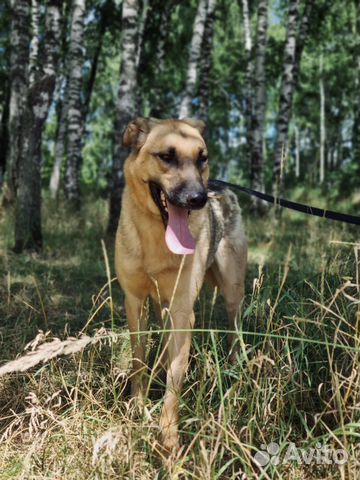 Собака из приюта мальчик