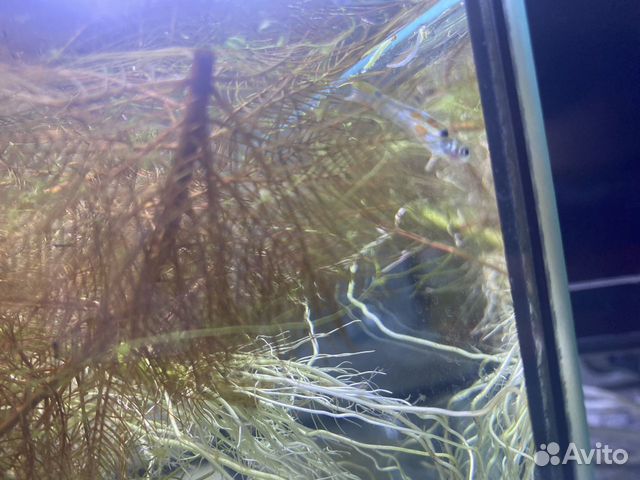 Гуппи эндлера