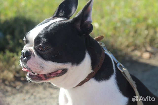 Бостон терьер