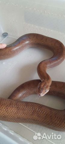 Продам змею