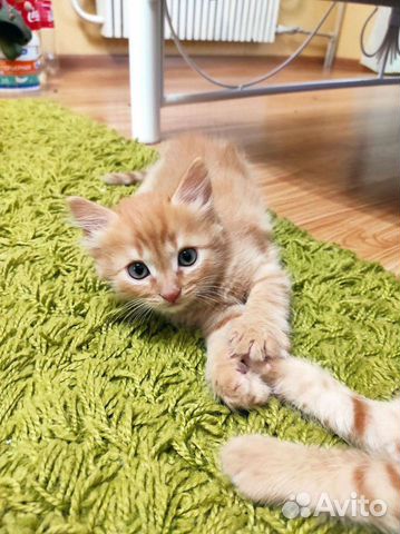 Рыжие котята