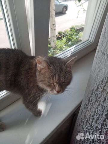 Отдам кошек, котиков, собаку(помесь Алабая)
