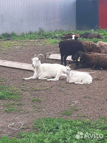 Коза с козленком