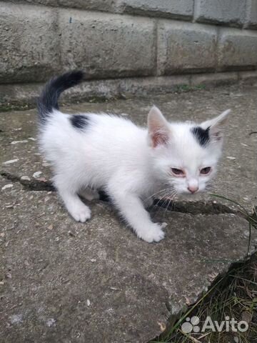 Котик-мальчик бесплатно