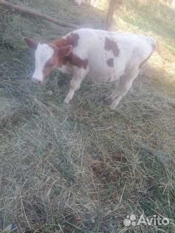 Бычки на откорм