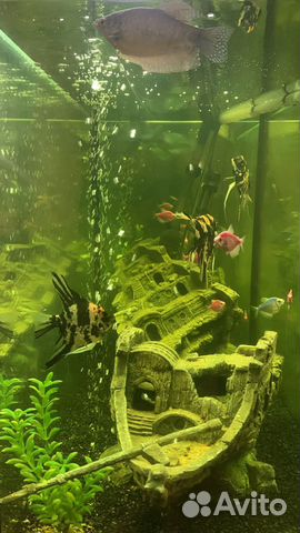 Рыбки тернеции, скалярии, гурами