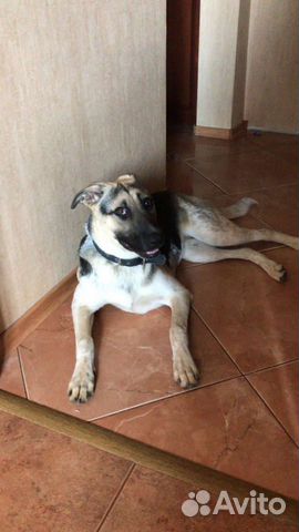 Багира метис восточно-европейской овчарки ищет дом