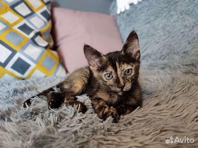 Котенок