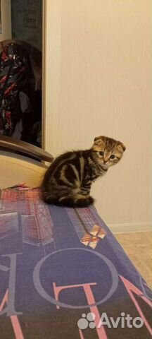 Очаровательные Шотландцы