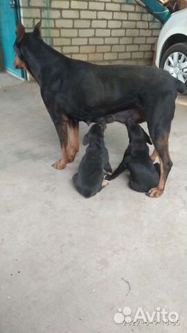 Щенки добермана бесплатно