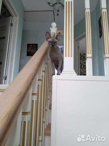 Продам кота породы донской сфинкс