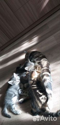 Британские котята 2 девочки и мальчик