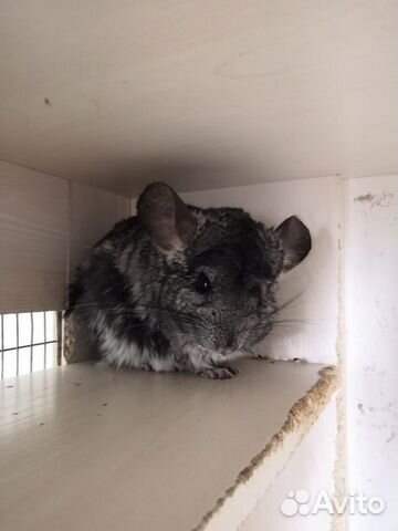 Серебристая шиншилла
