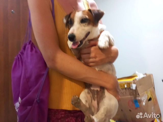 Найдена девочка Джек Рассел терьер