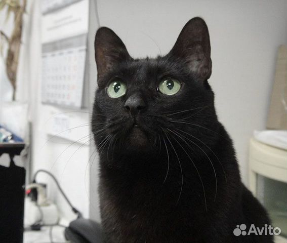 Ласковая кошка, 7 лет