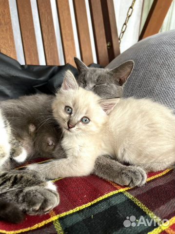 Котята в добрые руки