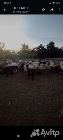 Продаются овцы