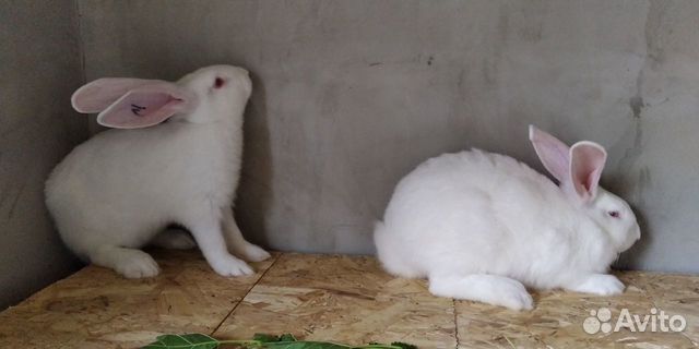 Кролик белый Панон