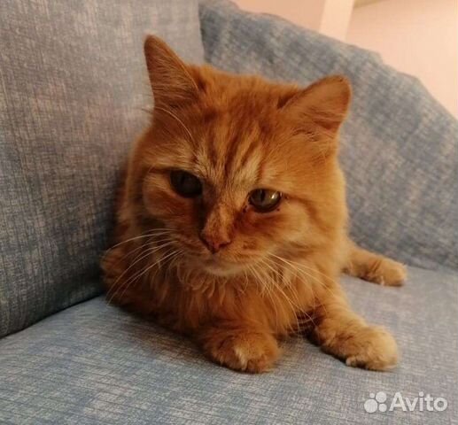 Кошка в дар бесплатно