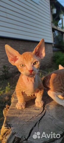 Бамбино сфинкс котенок