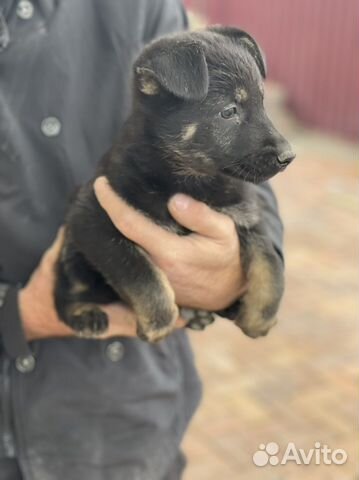 Щенки немецкой овчарки