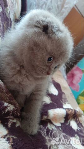 Британские котята